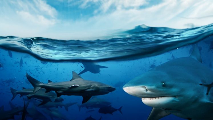 Les requins ont presque disparu il y a 19 millions d'années, et l ...