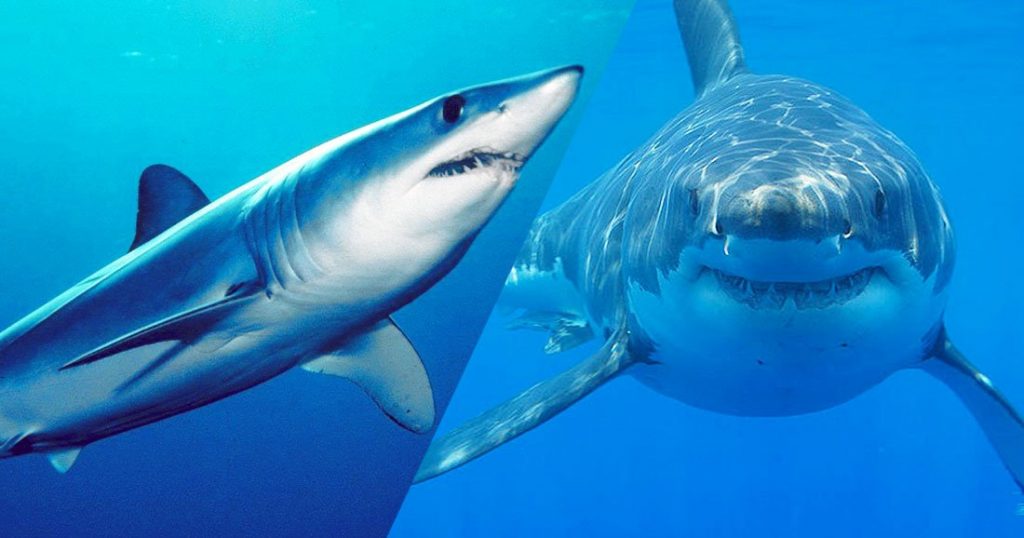 Tests & Quiz - Daily Geek Show