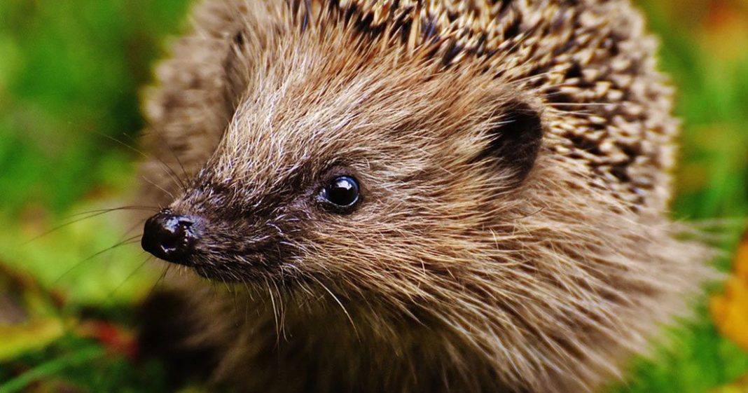 Un hérisson "vampire" identifié parmi 234 nouvelles espèces en Asie