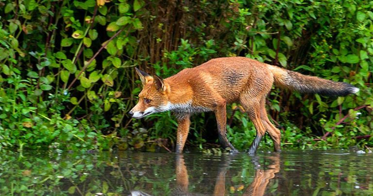 Le renard est loin d’être un nuisible : il nous protège contre la ...