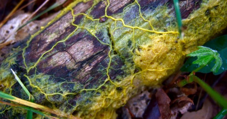 Percez les mystères du blob, cet être unicellulaire qui fascine toute ...