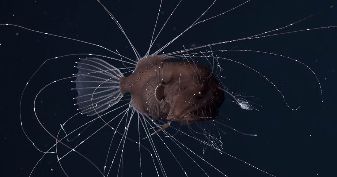 La méthode de reproduction de cette espèce de poisson va vous laisser ...