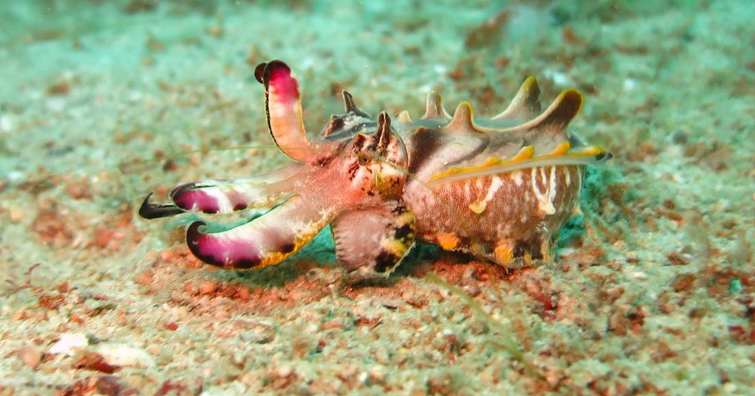 Découvrez à quel point les céphalopodes sont des animaux fascinants ...