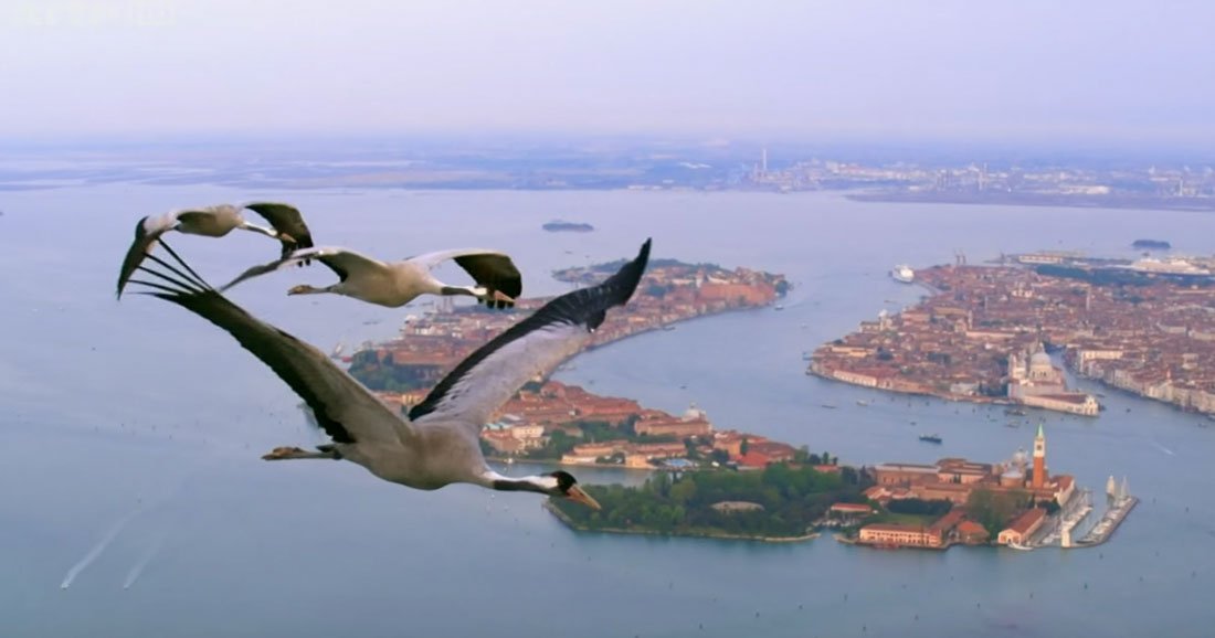 Découvrez le monde en suivant les oiseaux migrateurs dans ce ...