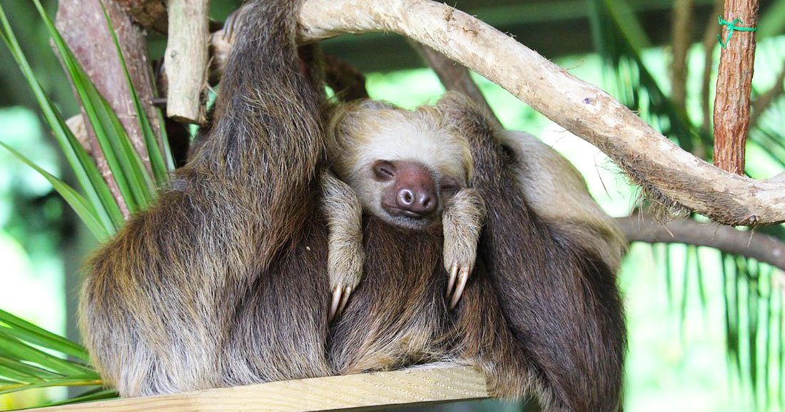7 Faits Sur Les Paresseux Ces Animaux Au M tabolisme Hors Du Commun