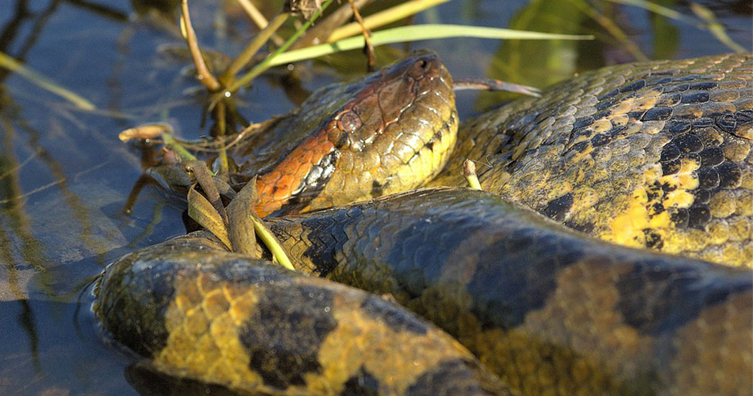 Il peut mesurer 8 mètres et terrifie l’Amazonie, voici le plus grand ...