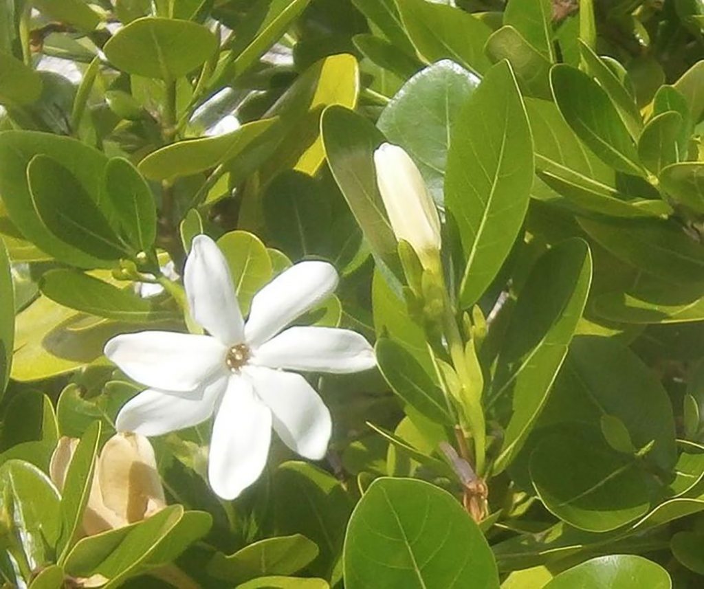 La fleur de tiaré, une plante emblématique qui renferme de nombreuses ...