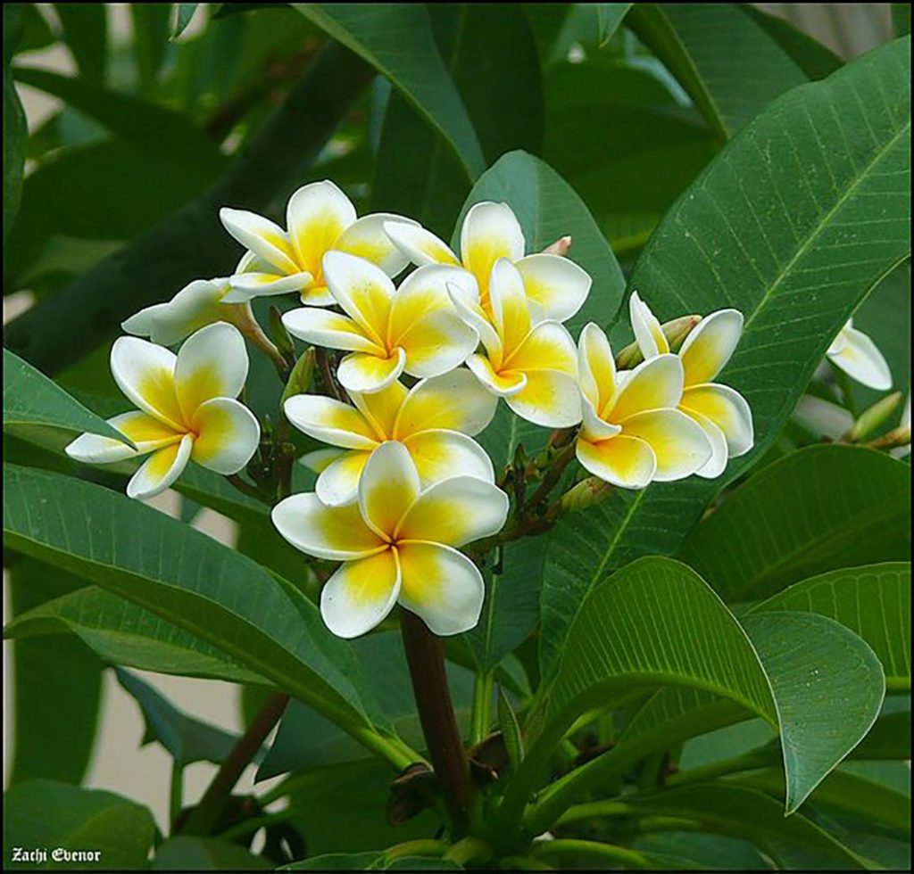 La fleur de tiaré, une plante emblématique qui renferme de nombreuses ...