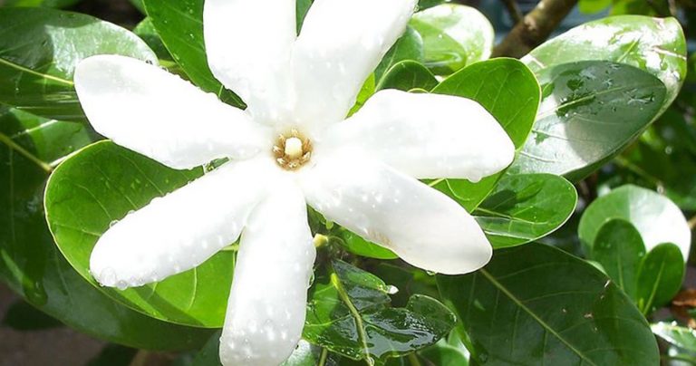 La fleur de tiaré, une plante emblématique qui renferme de nombreuses ...