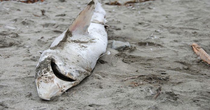 Présents depuis des millions d'années, les requins sont au bord de l ...
