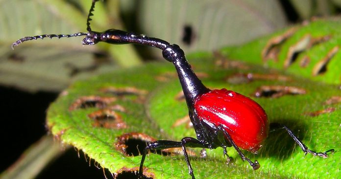 Découvrez le scarabée girafe, véritable architecte des forêts de Madagascar