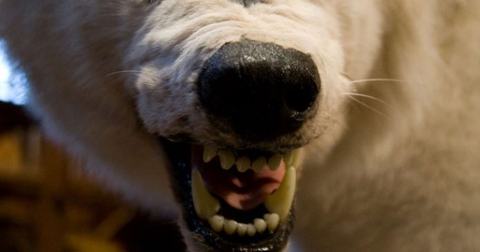 Découverte exceptionnelle d’une tête de loup géant très bien conservée ...