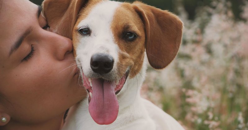Votre amour pour les chiens est profondément ancré dans vos gènes