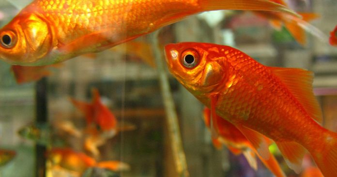 Le saviez-vous ? Les poissons rouges sont loin d'avoir une mauvaise mémoire