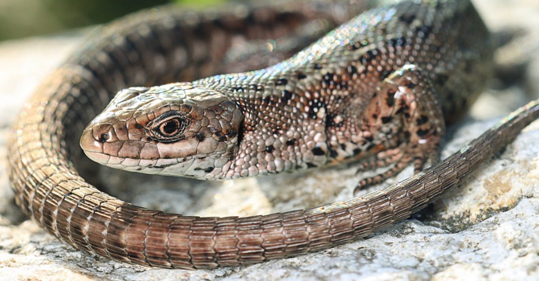 Quand un lézard fait repousser sa queue, il en subit aussi les conséquences