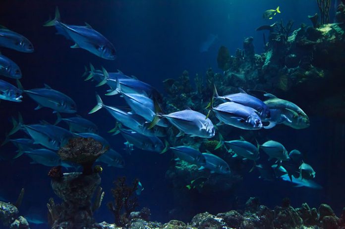 Des animaux des profondeurs capables de voir sans la moindre lumière du ...