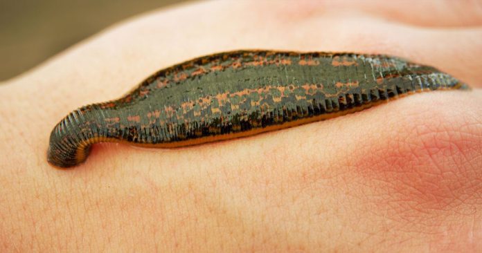 Des gens adoptent des sangsues comme animaux de compagnie… et les ...