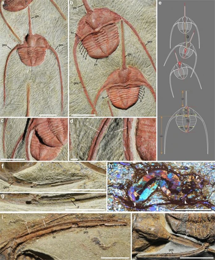 Découverte étonnante de trilobites fossilisés qui font la queue depuis ...