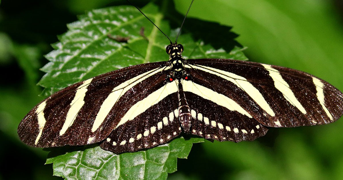 Pourquoi les rayures sont-elles si répandues dans le règne animal