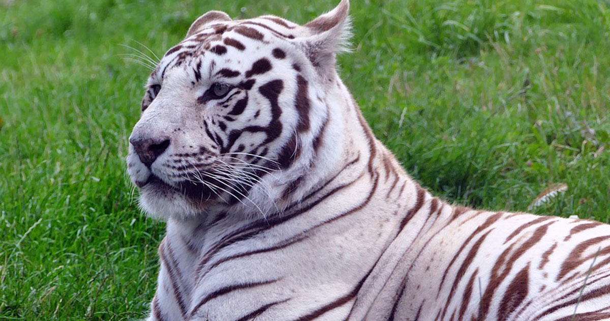 Pourquoi les rayures sont-elles si répandues dans le règne animal