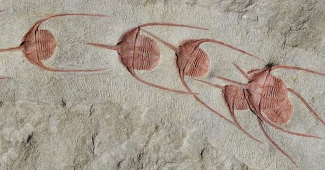 Découverte étonnante de trilobites fossilisés qui font la queue depuis ...