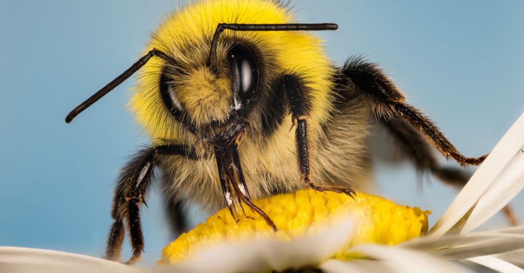 Des scientifiques découvrent un « super-pouvoir » surprenant des bourdons