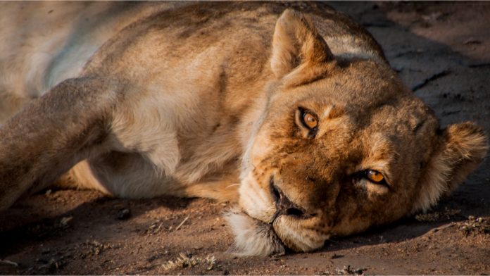 Soudan : affamé et malade, l'un des lions du zoo de Khartoum est mort