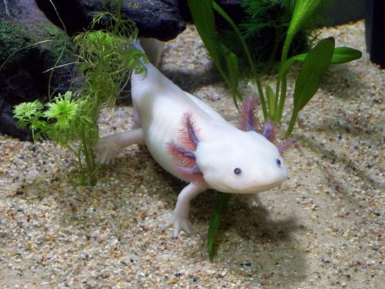 Les secrets de la régénération de l’axolotl résident peut-être dans son ...