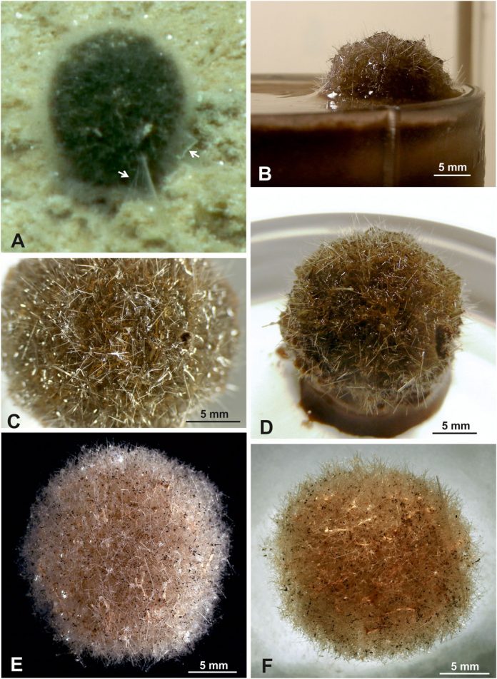 Quatre nouvelles espèces d'organismes unicellulaires géants découvertes ...