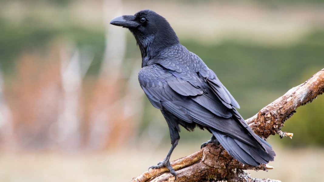 Les corbeaux tiendraient leur remarquable intelligence du temps passé ...