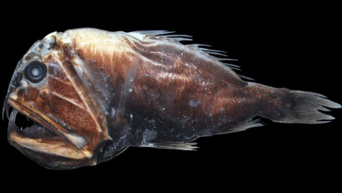 Ces poissons des abysses sont capables d'absorber 99,95 % de la lumière