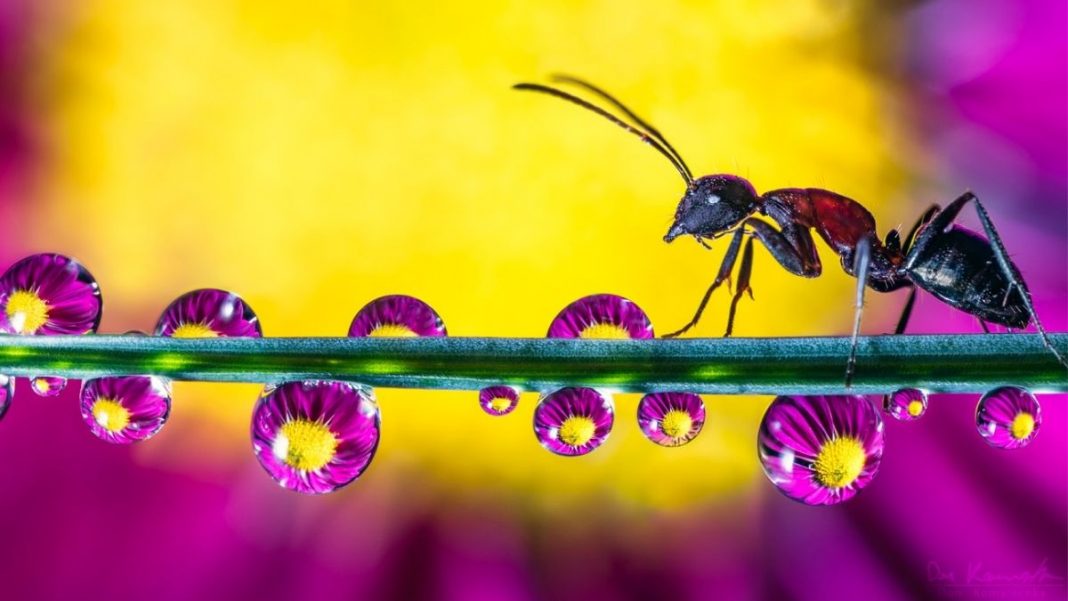 Découvrez les impressionnantes photographies en macro de ce talentueux ...
