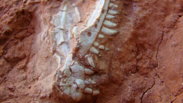 Le cerveau de l’un des plus anciens dinosaures reconstruit avec un ...