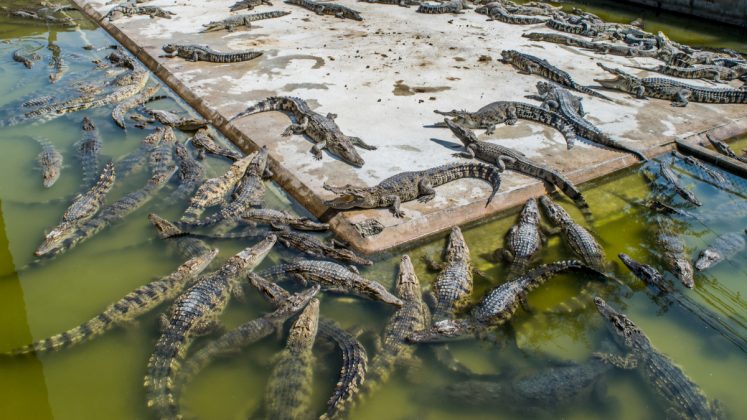 Hermès will build a large crocodile breeding farm to create bags
