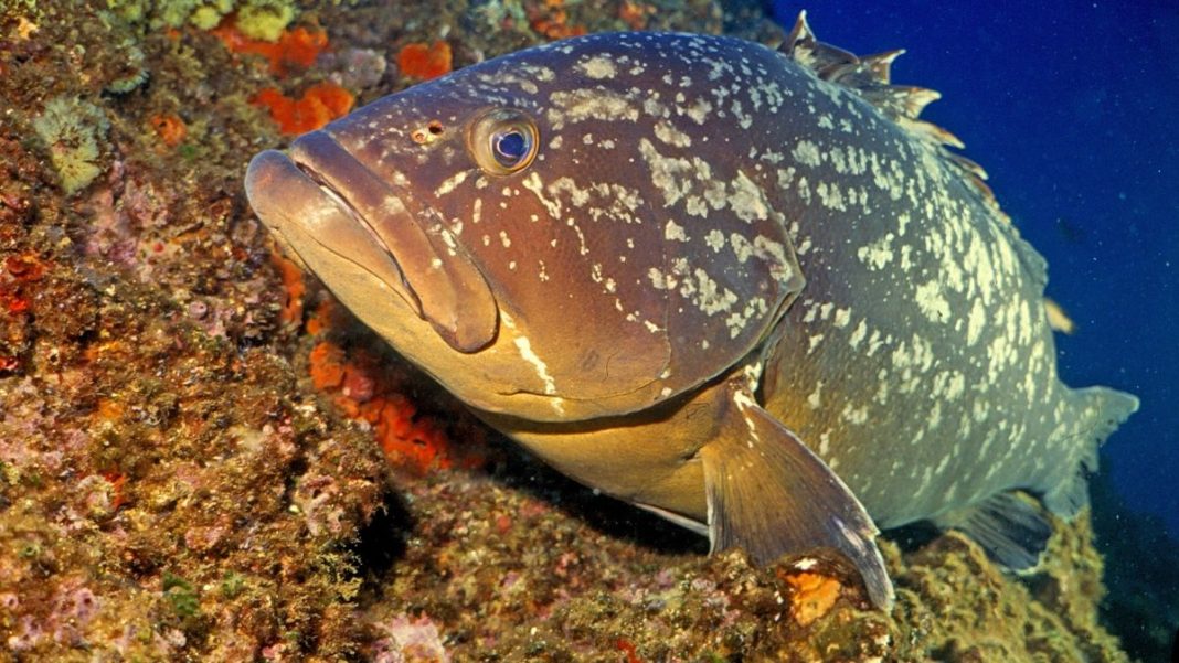 Le saviez-vous ? Tous les mérous bruns naissent femelles et meurent mâles