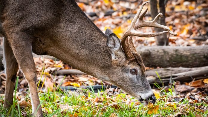 Une affection rare : des poils se sont développés sur les globes ...
