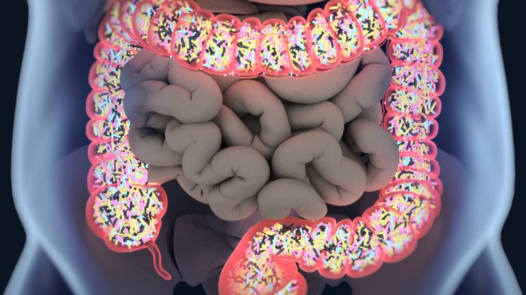 La transplantation fécale rend l'immunothérapie plus efficace contre le ...