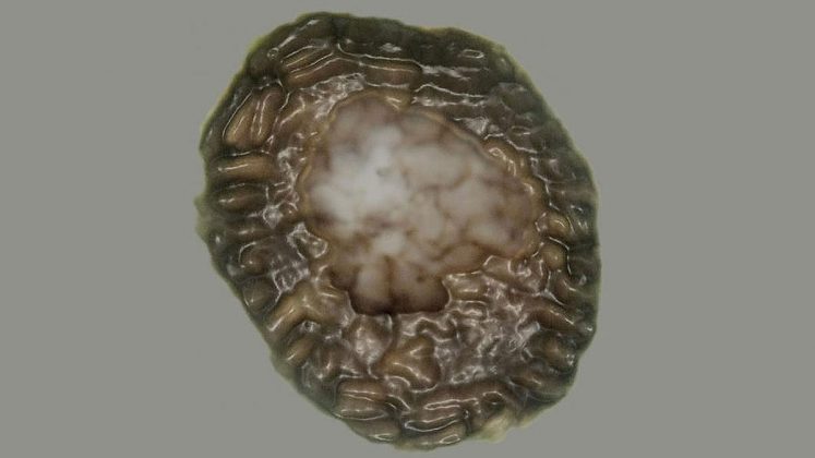 Ce fossile vieux d'un milliard d’années pourrait être le premier animal ...