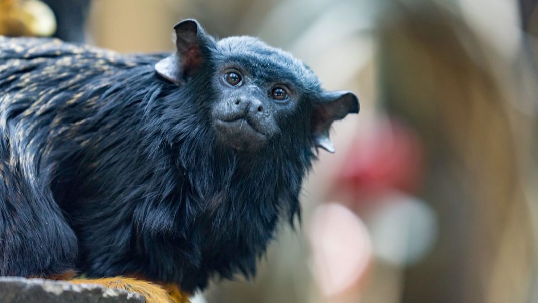 Les singes adoptent l'accent d'une autre espèce lorsqu'ils partagent ...