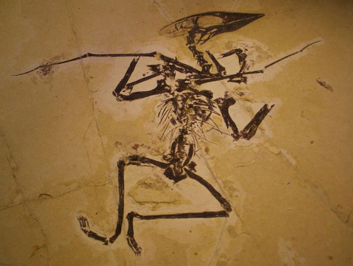 Les bébés ptérosaures pouvaient probablement voler quelques minutes ...