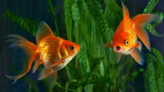 La mémoire d'un poisson rouge est-elle réellement limitée à trois ...