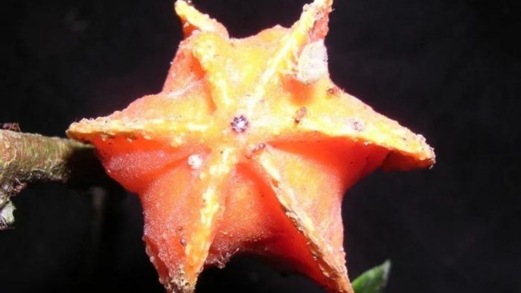 Cette plante amazonienne inhabituelle laissait les scientifiques ...