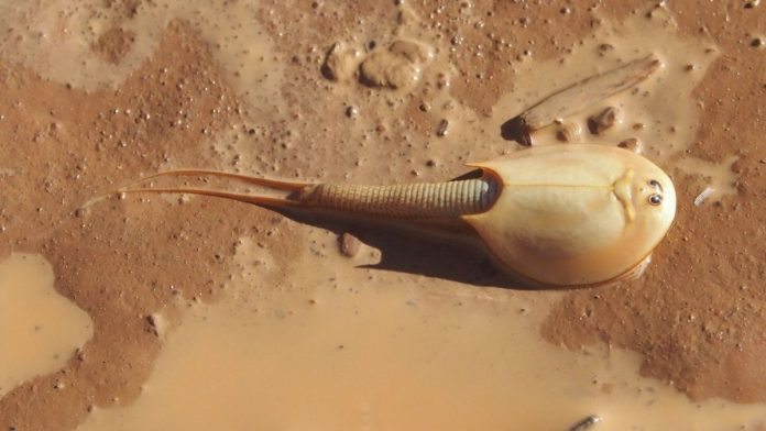 Après des pluies record, des centaines de "crevettes dinosaures" à ...