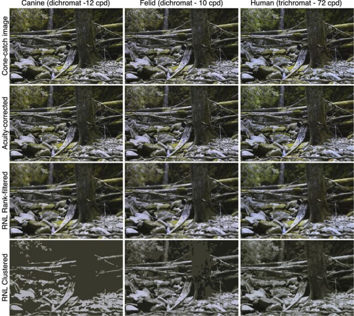 La robe noire et blanche des pandas géants s’avère être un excellent ...