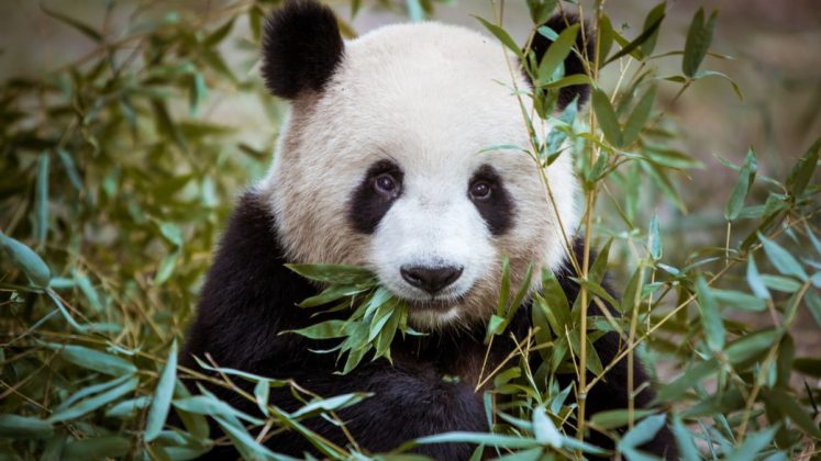 La robe noire et blanche des pandas géants s’avère être un excellent ...