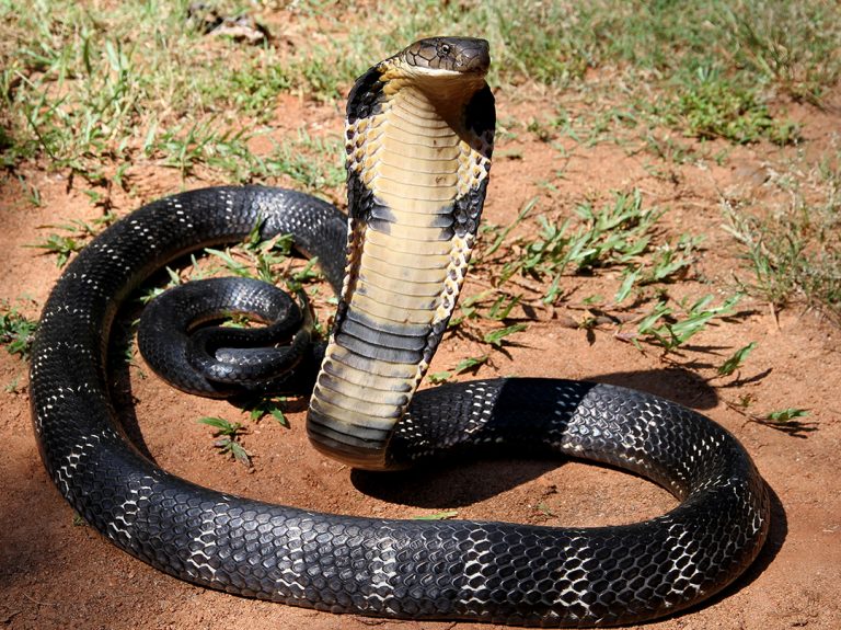 Voici les 10 animaux les plus venimeux au monde