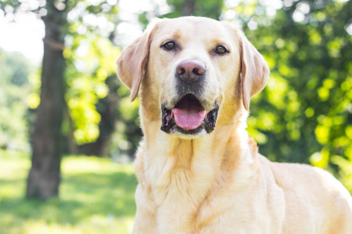 Si votre labrador est obèse, ce n'est pas de sa faute, mais celle de la ...