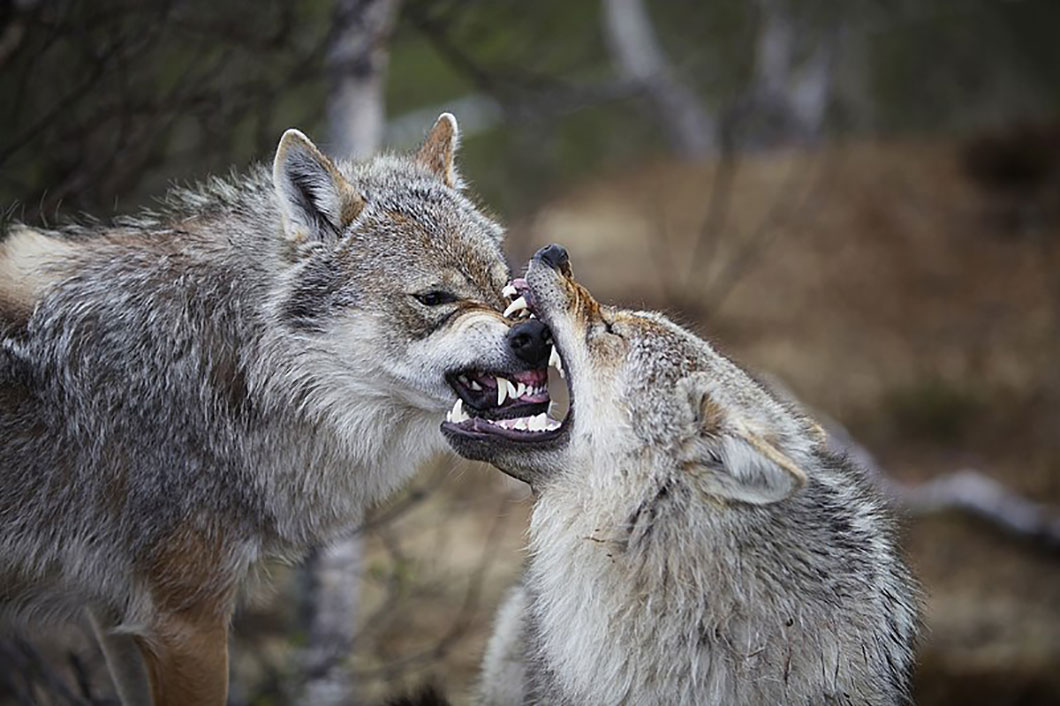 9 faits fascinants sur les loups