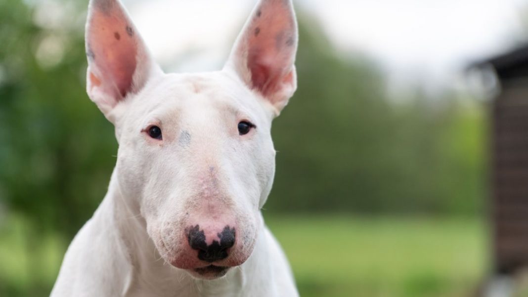 Découvrez les 10 meilleures races de chiens de garde