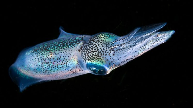 Des calmars observés pour la première fois en train de changer de ...